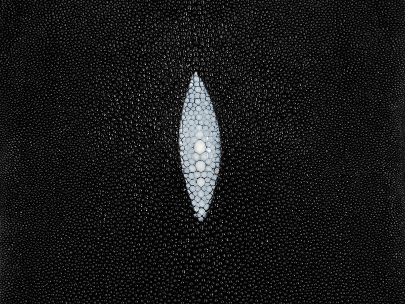 Fish Leather Hides: Eel, Salmon, Shark, Carp, Stingray | BuyLeatherOnline